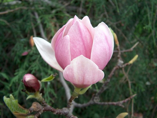 Alexandrina Magnolia pośrednia / Magnolia x soulangeana