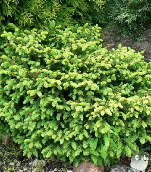 Świerk > Rośliny iglaste | Sklep, strona 2