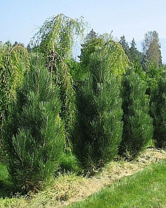 Fastigiata Sosna czarna / Pinus nigra
