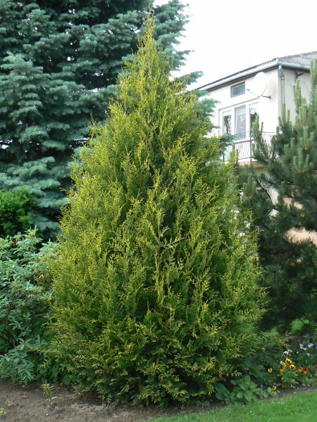 Aureospicata Żywotnik zachodni / Thuja occidentalis, Nazwy łacińskie