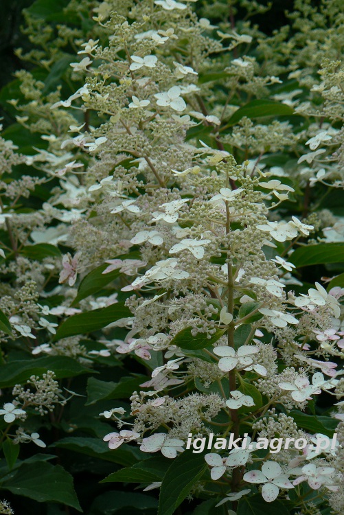 Praecox Hortensja bukietowa / Hydrangea paniculata