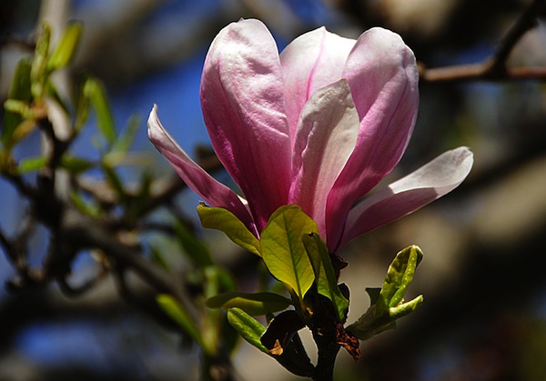 Ricki Magnolia / Magnolia